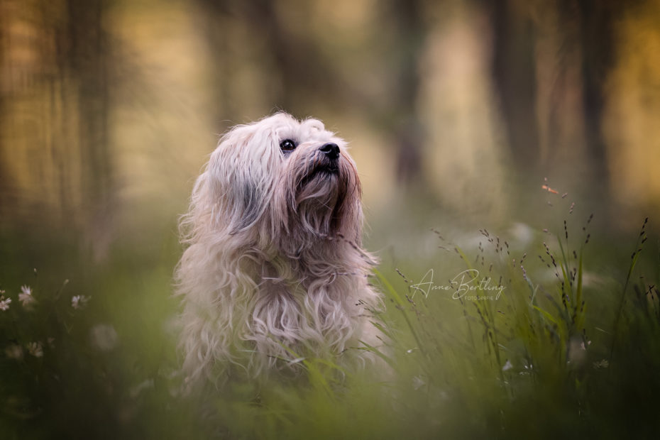 Hundefotografie Outdoor - Anne Bertling Fotografie
